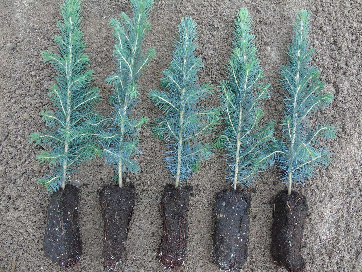 Picea pungens 'Crystal Blue'