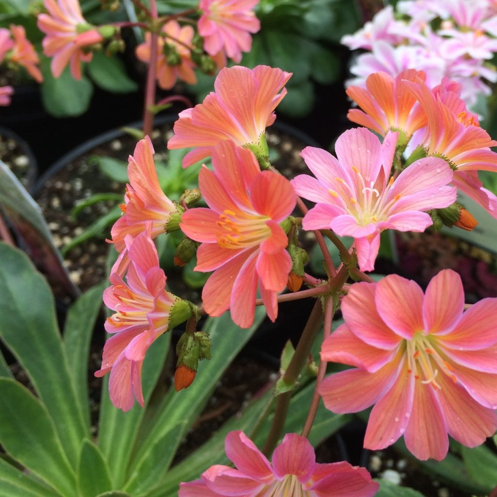 Lewisia cotylendon 'Elise Mix'