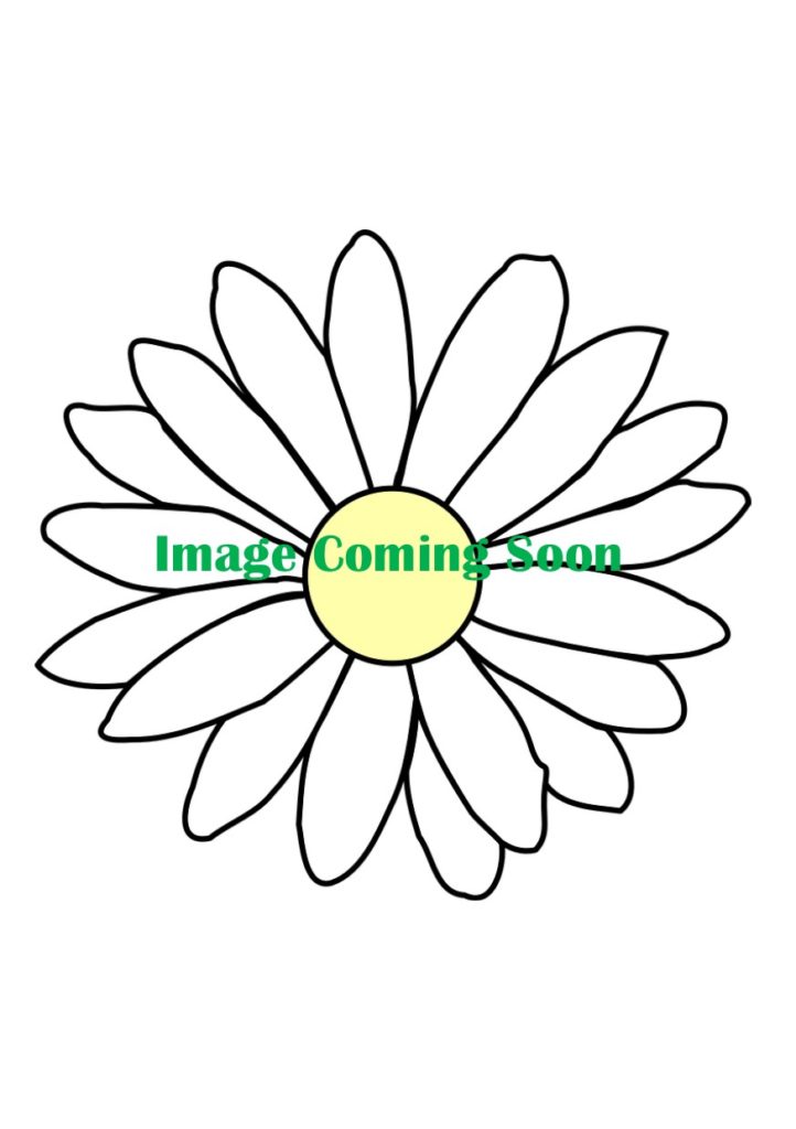 Coreopsis grandiflora Solanna Sunset Burst