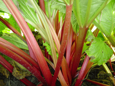 Rheum rhabarbarum 'Canada Red'
