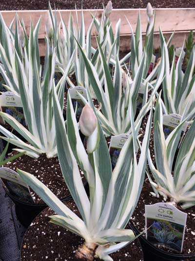 Ragged Robin Farm & Nursery