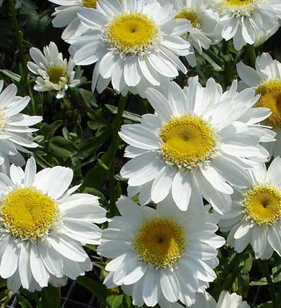 Leucanthemum × superbum 'Snow Lady'