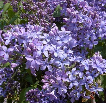 WONDER BLUE LILAC
