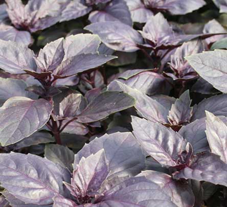 Amethyst Basil