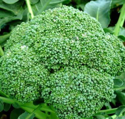 Eastern Magic Broccoli