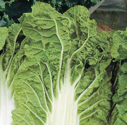 Minuet Chinese Cabbage